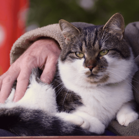 Certified Cat Behaviorist In West Hartford, CT | Cats Limited